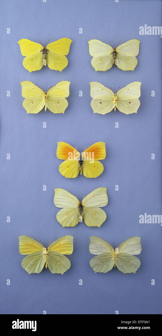 Mounted butterflies hi-res stock photography and images - Alamy