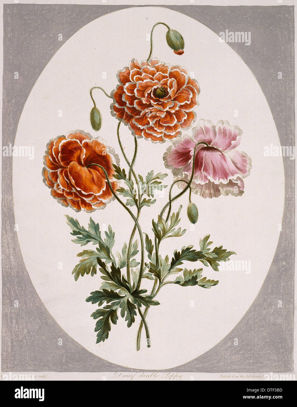 Papaver alpinum, dwarf poppy Stock Photo - Alamy