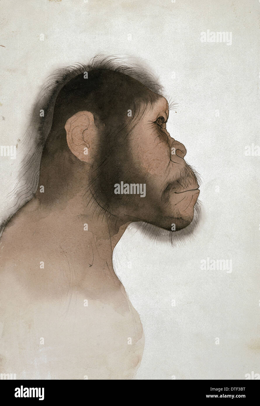 Paranthropus Boisei High Resolution Stock Photography and Images - Alamy