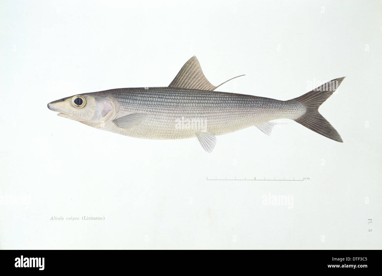 Albula river hi-res stock photography and images - Alamy