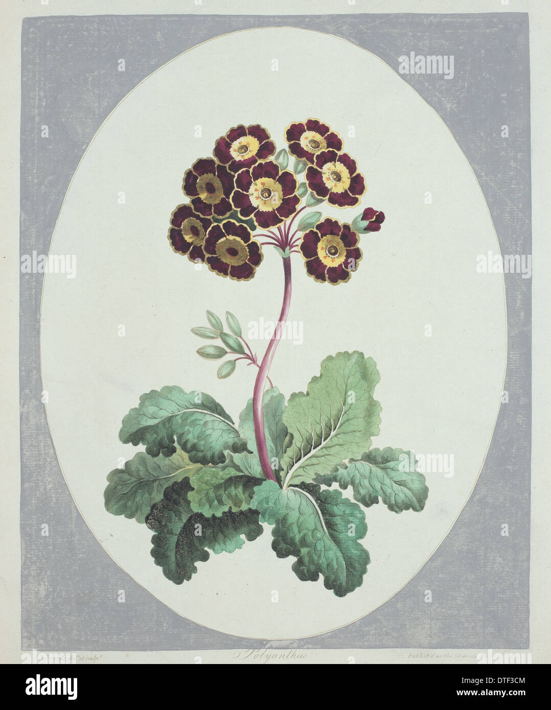 Primrose botanical illustration hi-res stock photography and images - Alamy