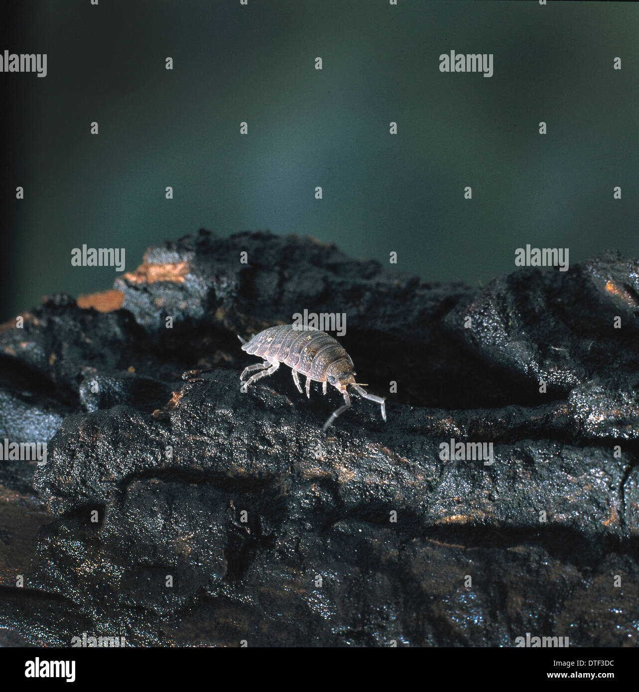 Porcellio sp., woodlouse Stock Photo - Alamy