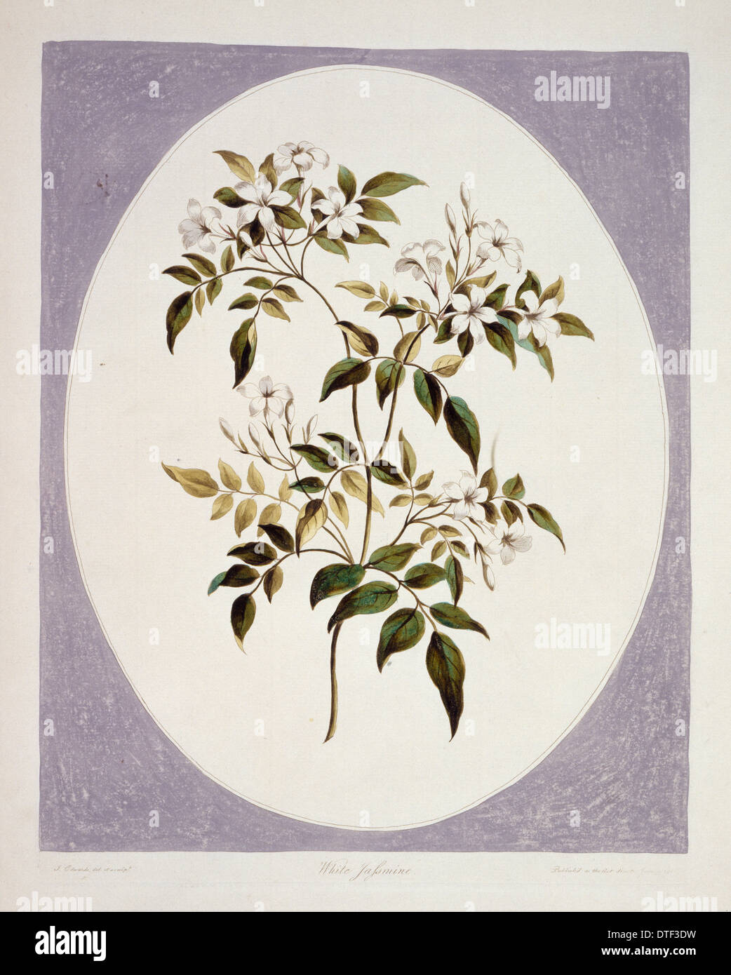 Jasminum polyanthum jasmine flower hi-res stock photography and images ...