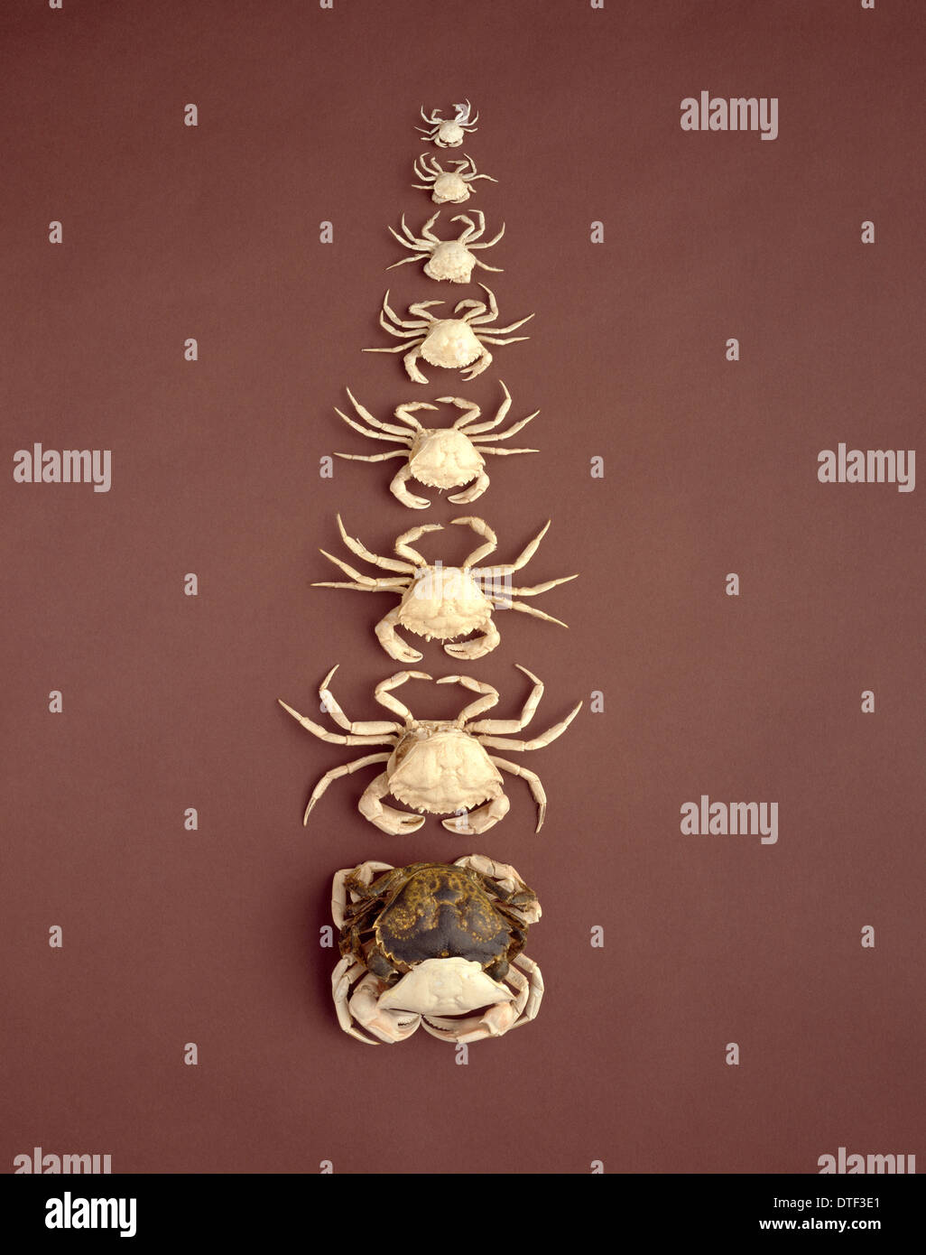 Carcinus maenas, European shore crab Stock Photo - Alamy