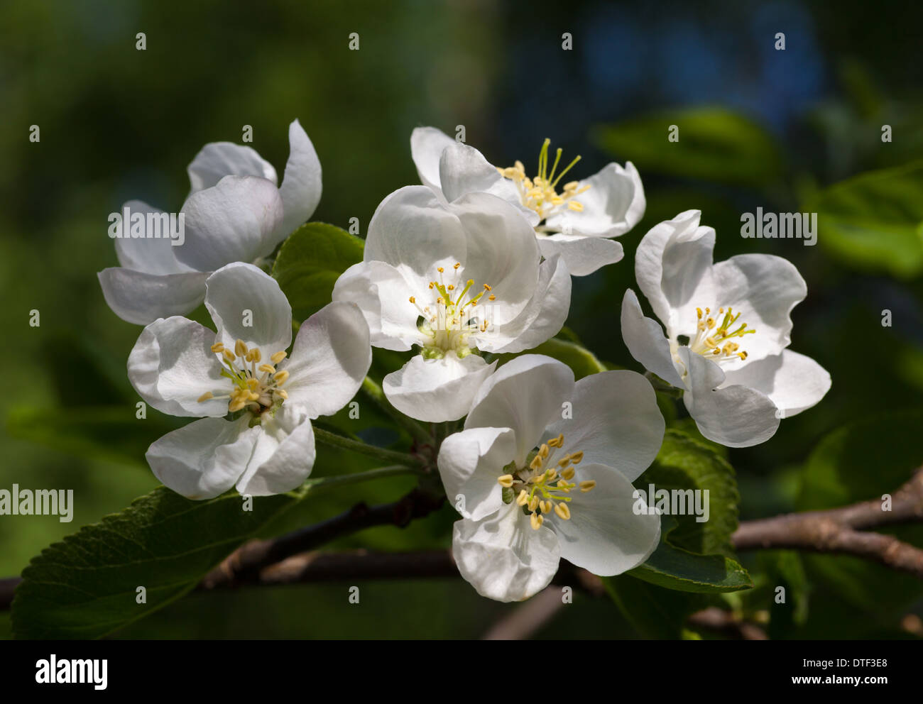 Apple tree flowers Stock Photo - Alamy