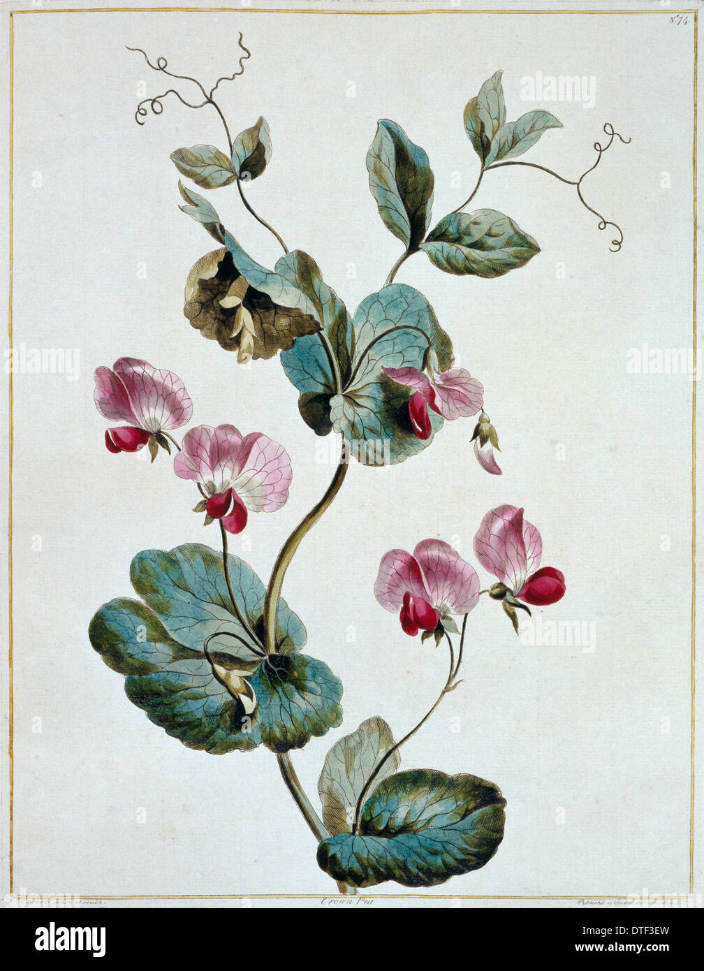 Pisum sativum, crown pea Stock Photo - Alamy