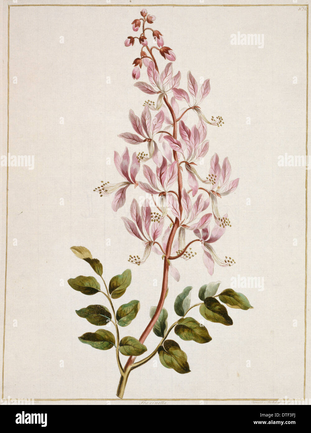 Dictamnus albus (fraxinella), gas plant Stock Photo - Alamy