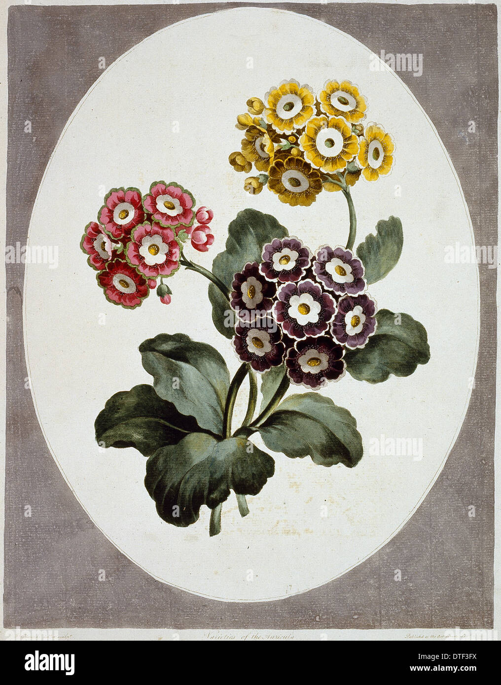 Primrose botanical illustration hi-res stock photography and images - Alamy