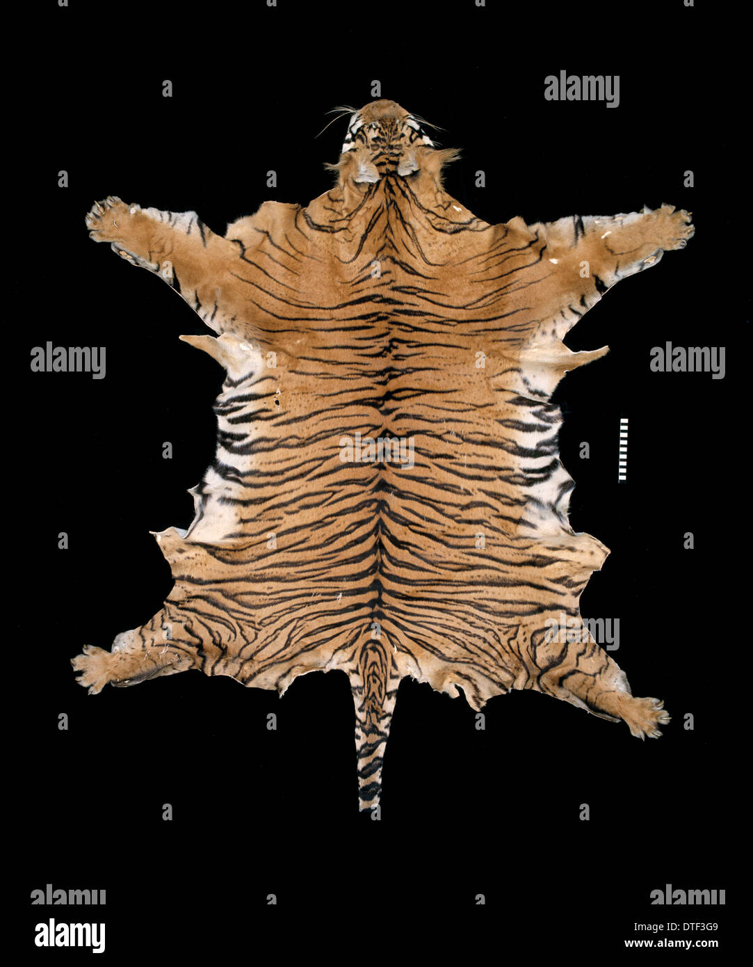 Panthera tigris balica, Balinese tiger Stock Photo - Alamy