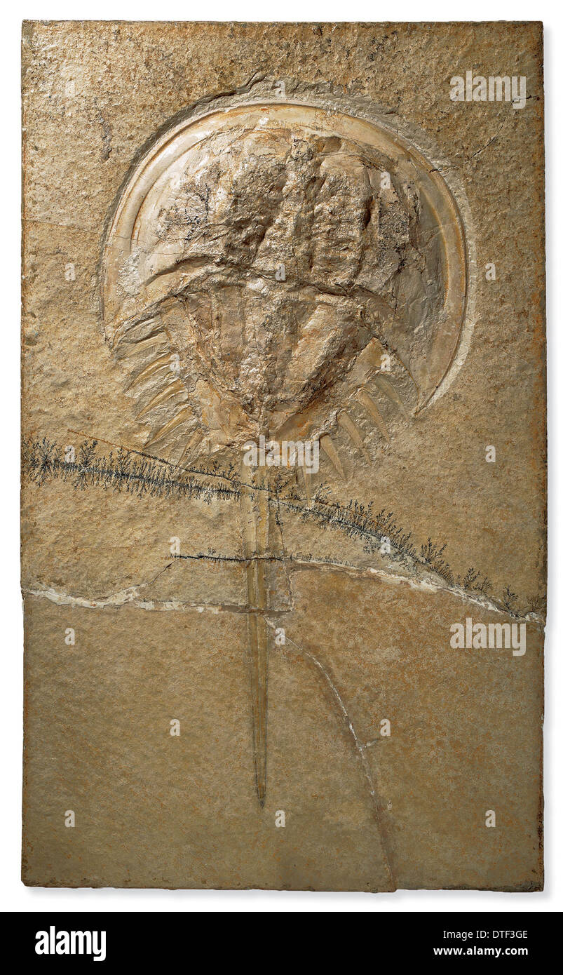Chelicerata fossil hi-res stock photography and images - Alamy