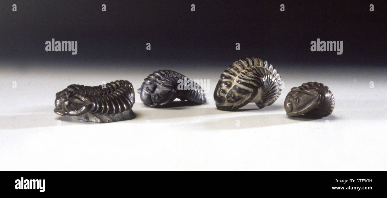 Calymene blumenbachii, trilobites Stock Photo - Alamy