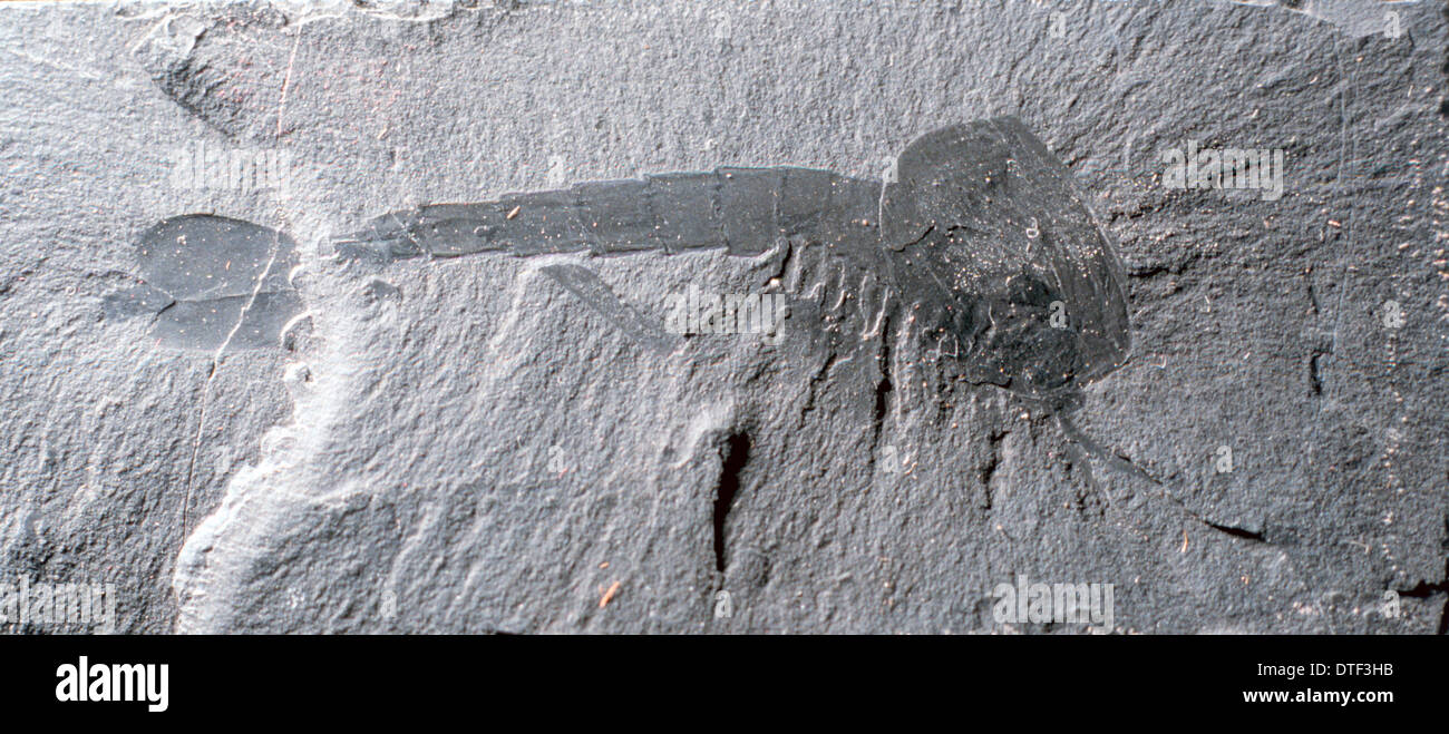 Waptia fieldensis, arthropod Stock Photo - Alamy