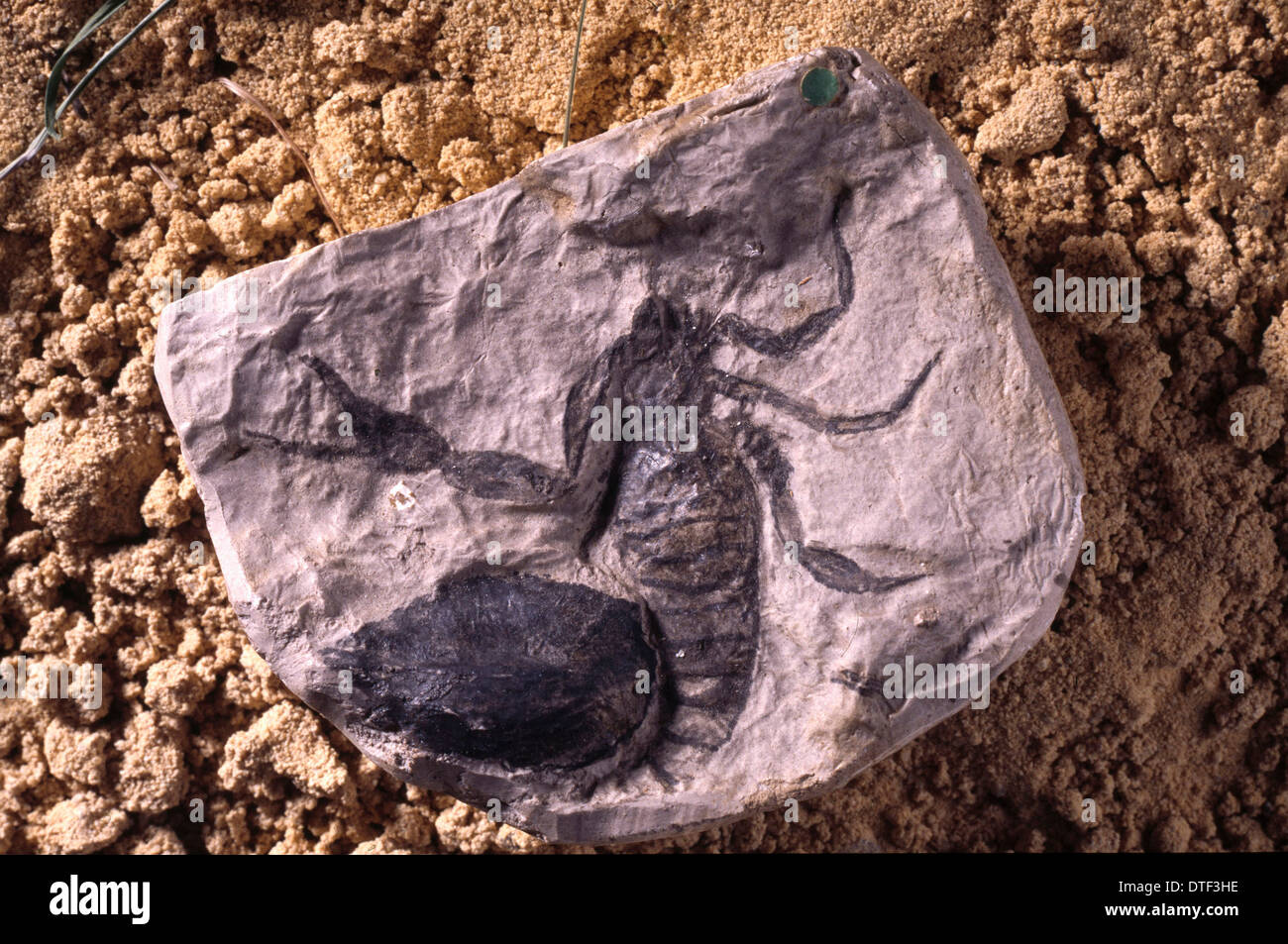 Carboniferous insect hi-res stock photography and images - Alamy
