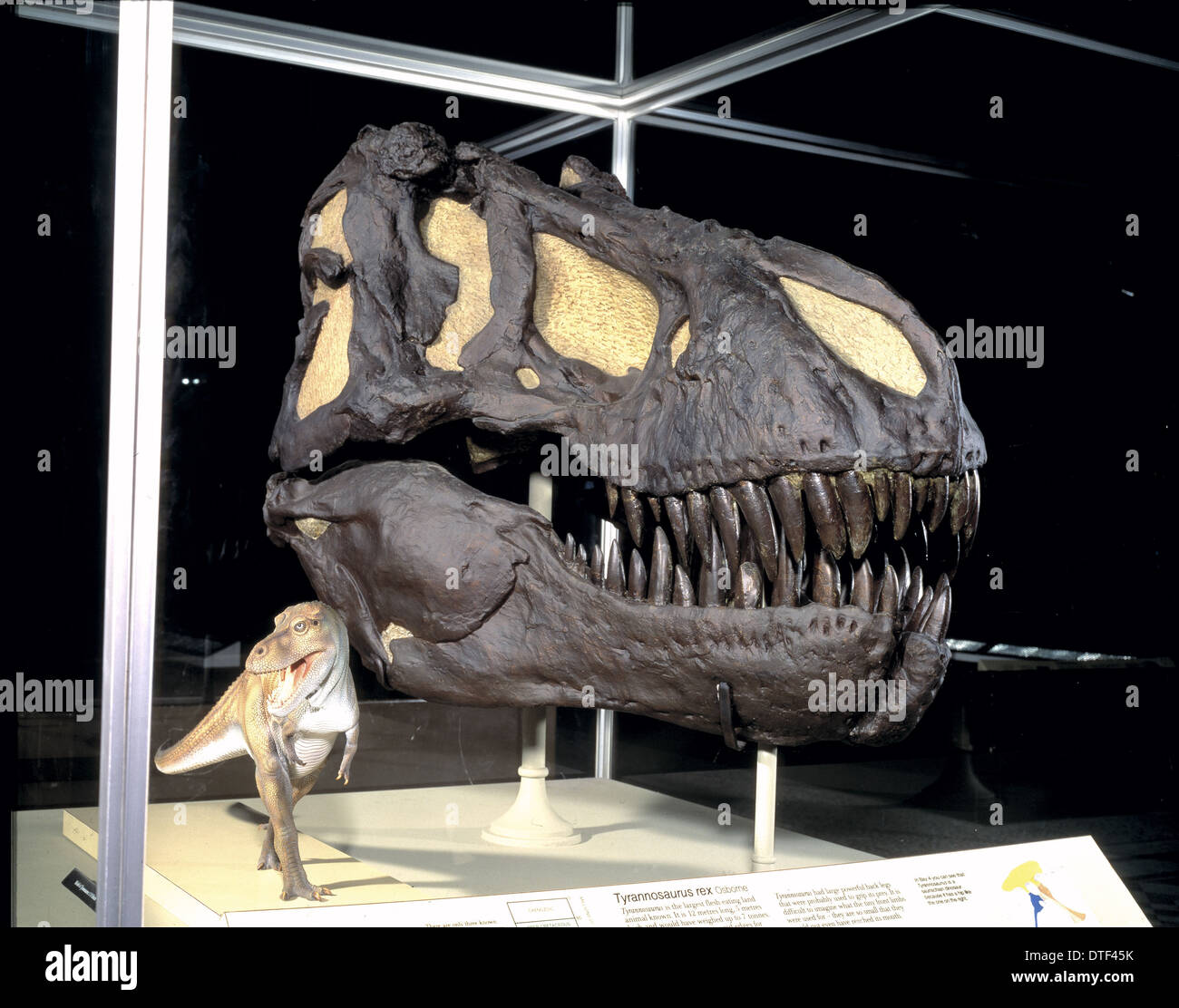 Diapsid reptile skull hi-res stock photography and images - Alamy