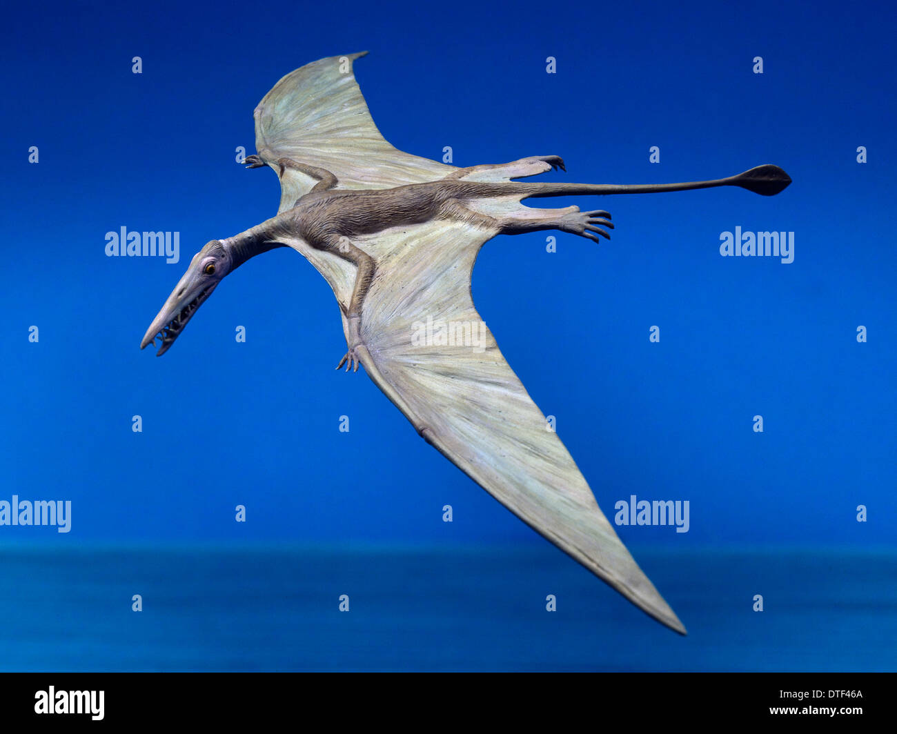 Rhamphorhynchus Dinosaur Revolution