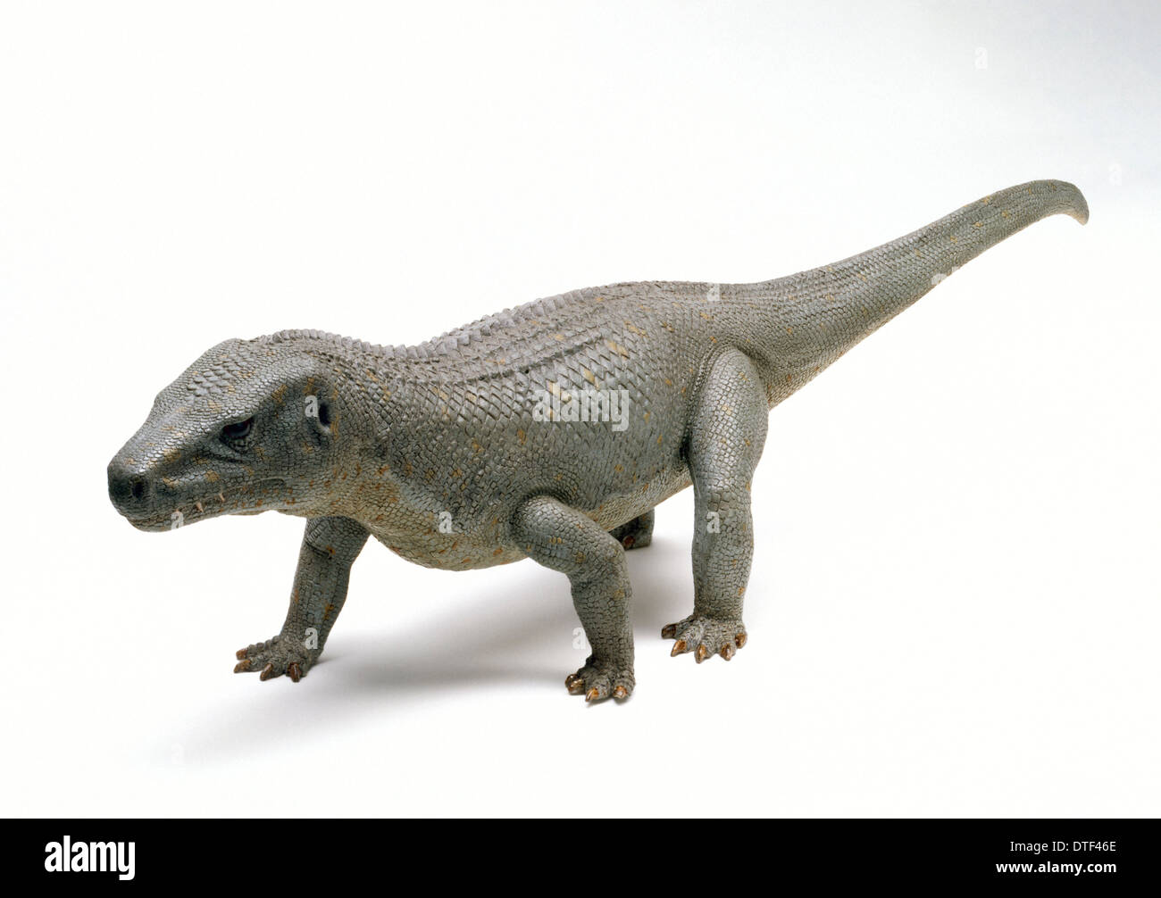 Archosauromorpha hi-res stock photography and images - Alamy