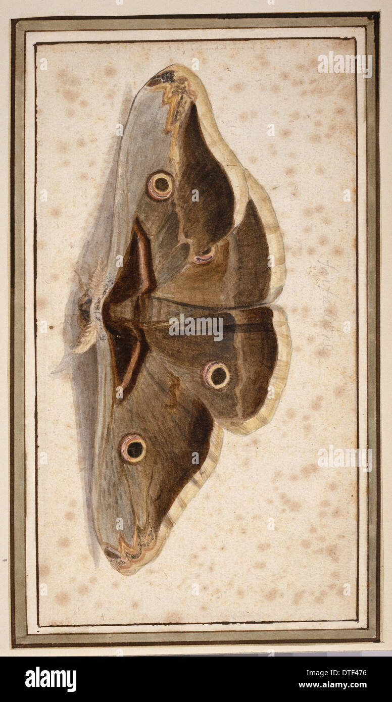 Saturnia pyripavonia, emperor moth Stock Photo - Alamy