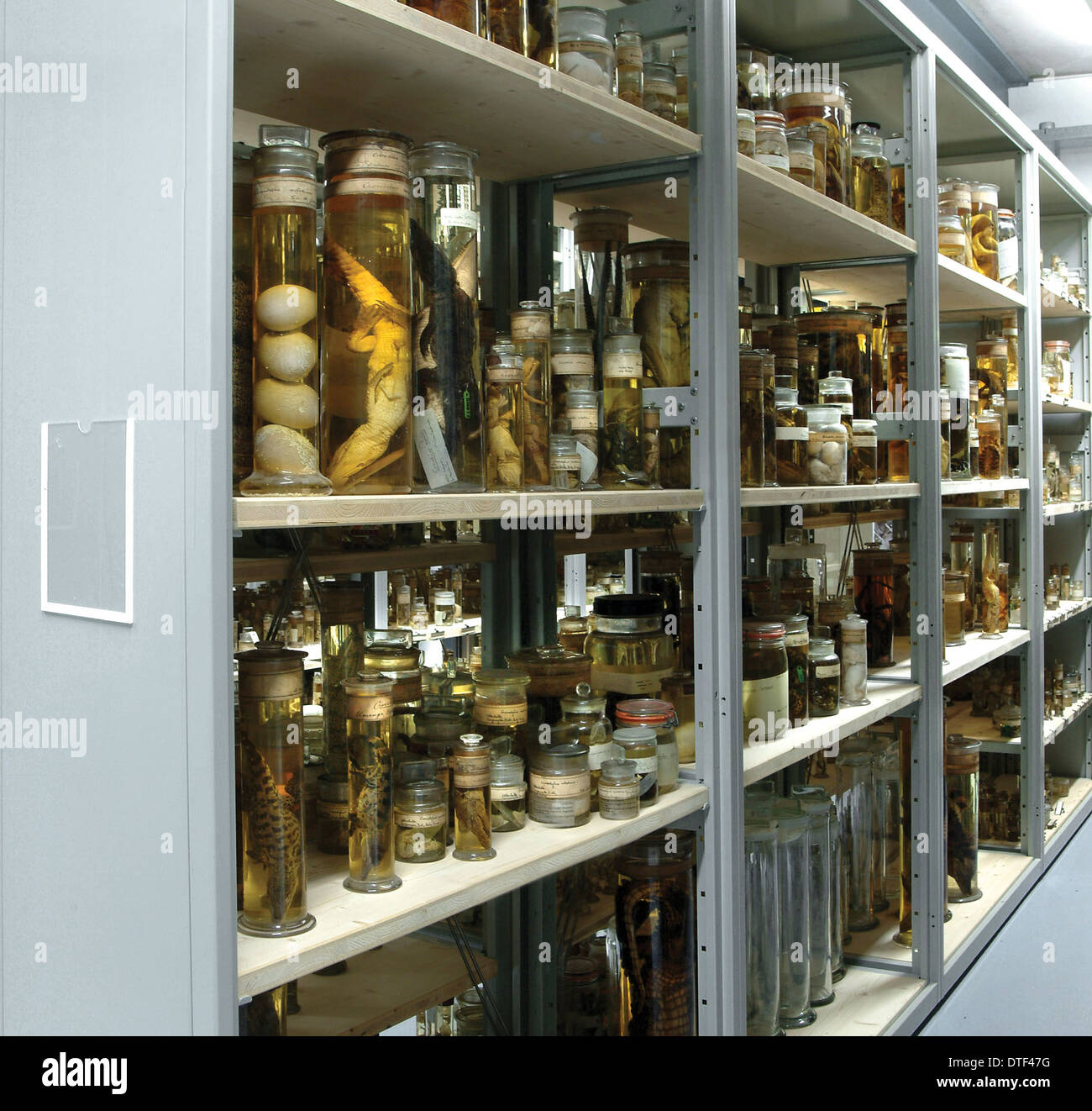 Zoological specimen hi-res stock photography and images - Alamy