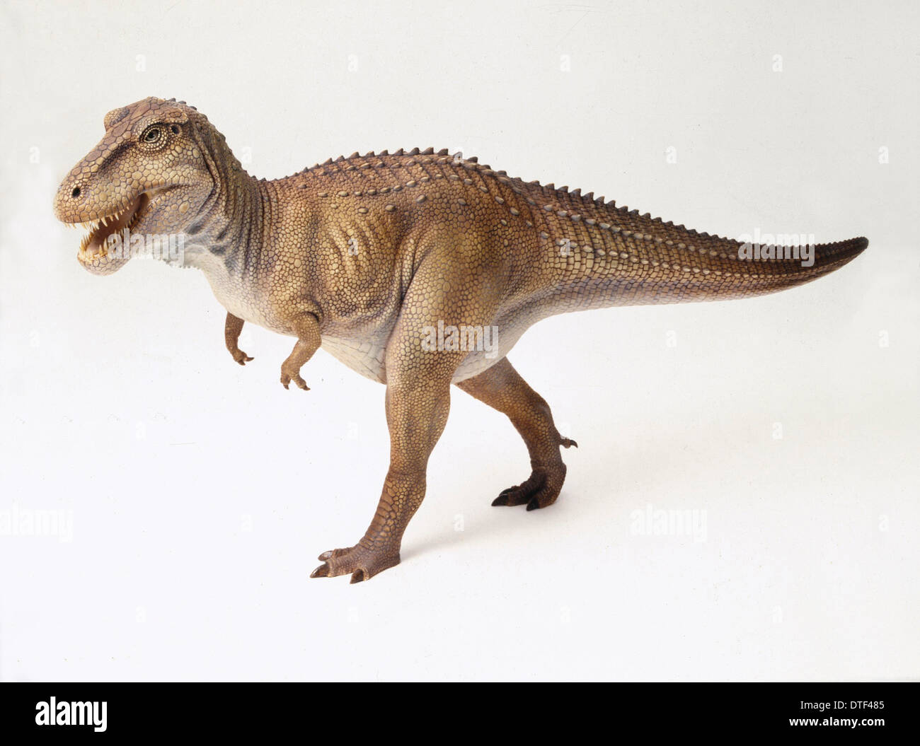 Tyrannosaurus rex hi-res stock photography and images - Alamy
