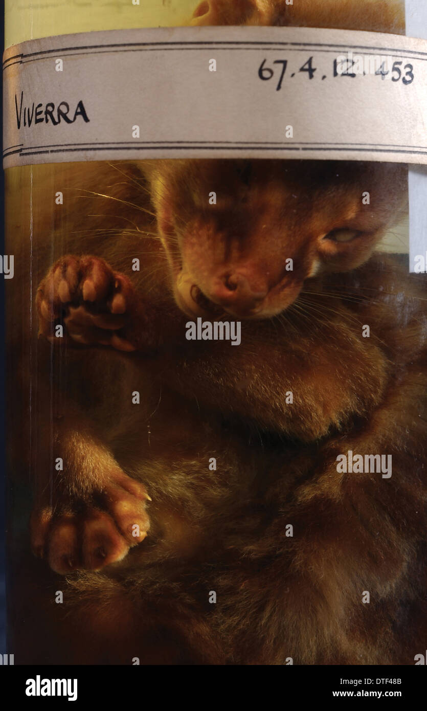 Viverra sp., civet Stock Photo - Alamy