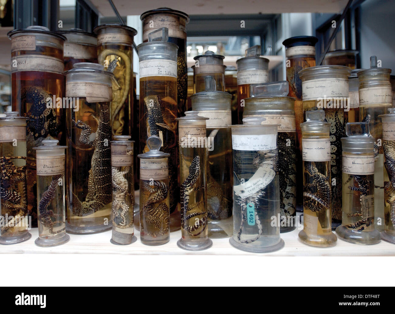 Scaled reptile hi-res stock photography and images - Alamy