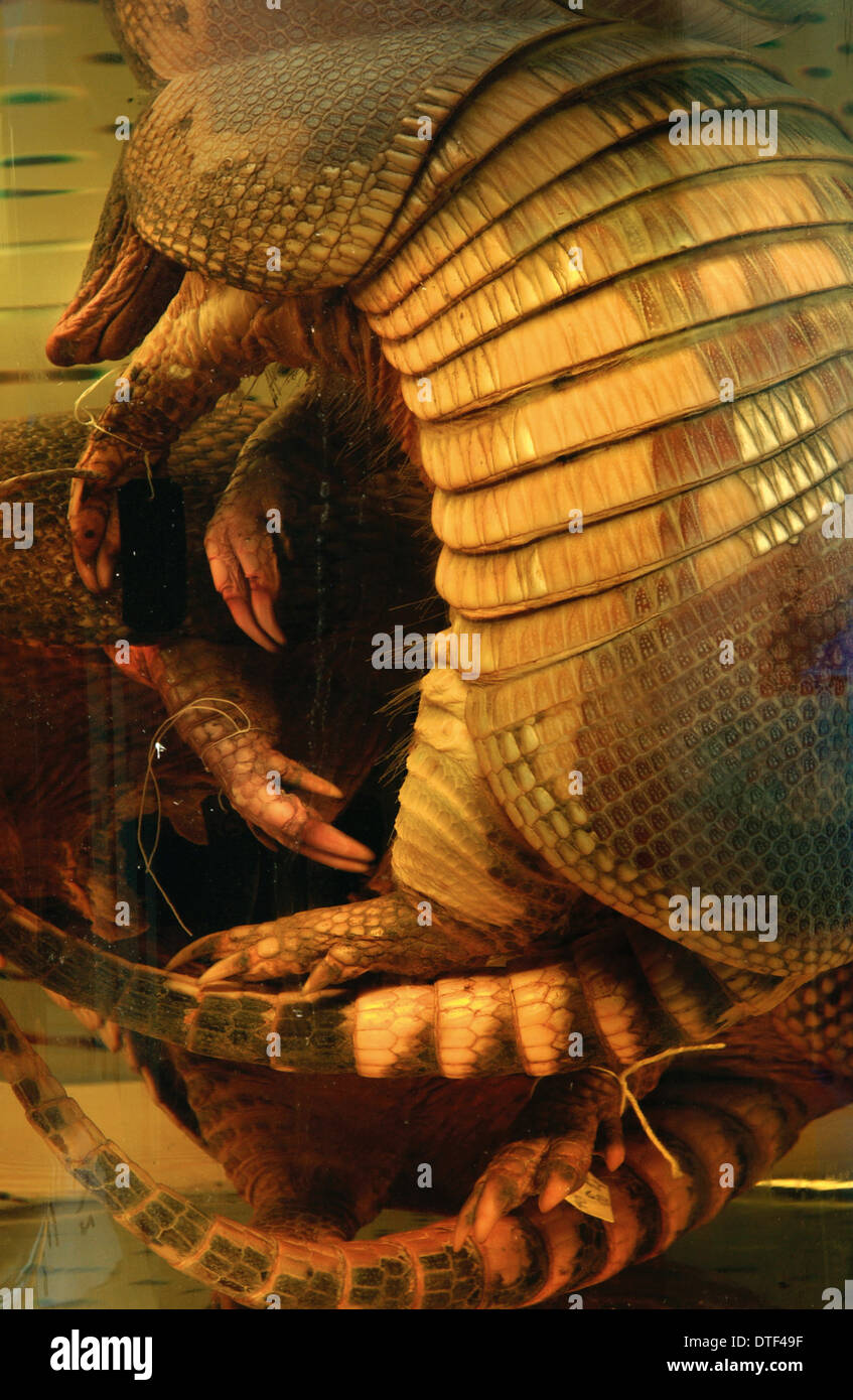 Dasypus novemcinctus, nine-banded armadillo Stock Photo - Alamy