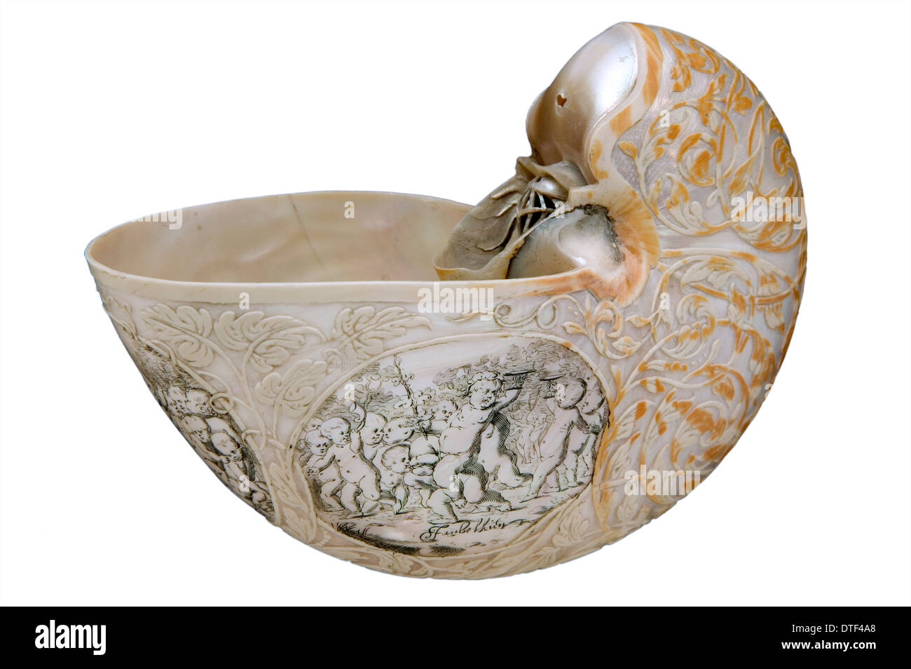 Nautilus pompilus, common nautilus Stock Photo - Alamy