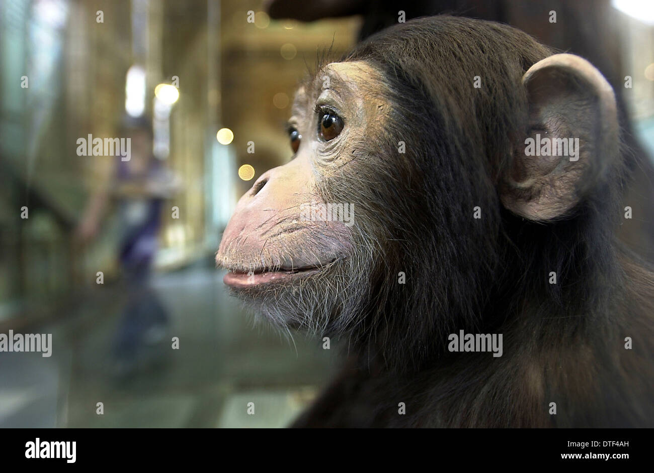 Anthropopithecus hi-res stock photography and images - Alamy