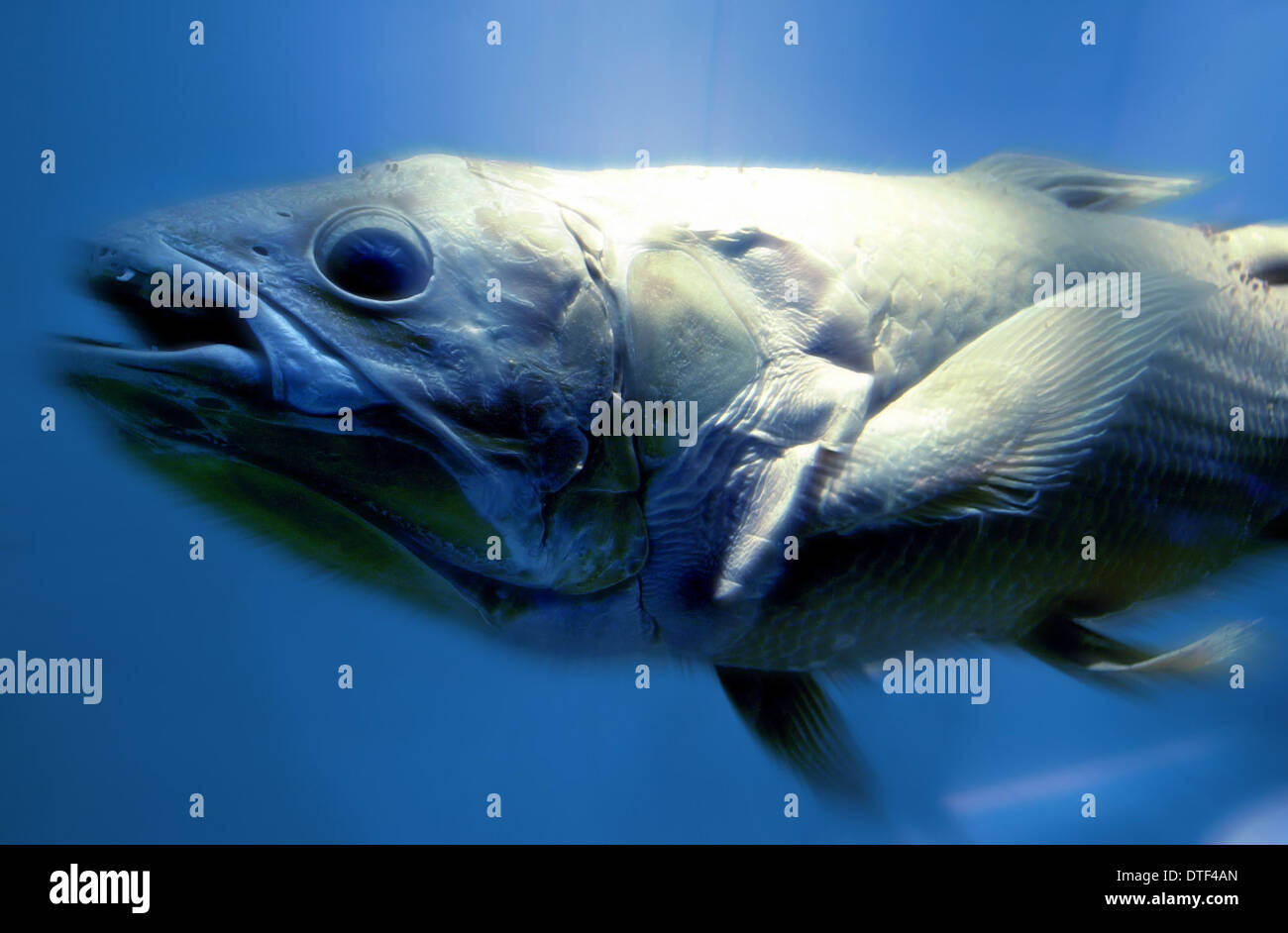 Latimeria chalumnae, coelacanth Stock Photo - Alamy