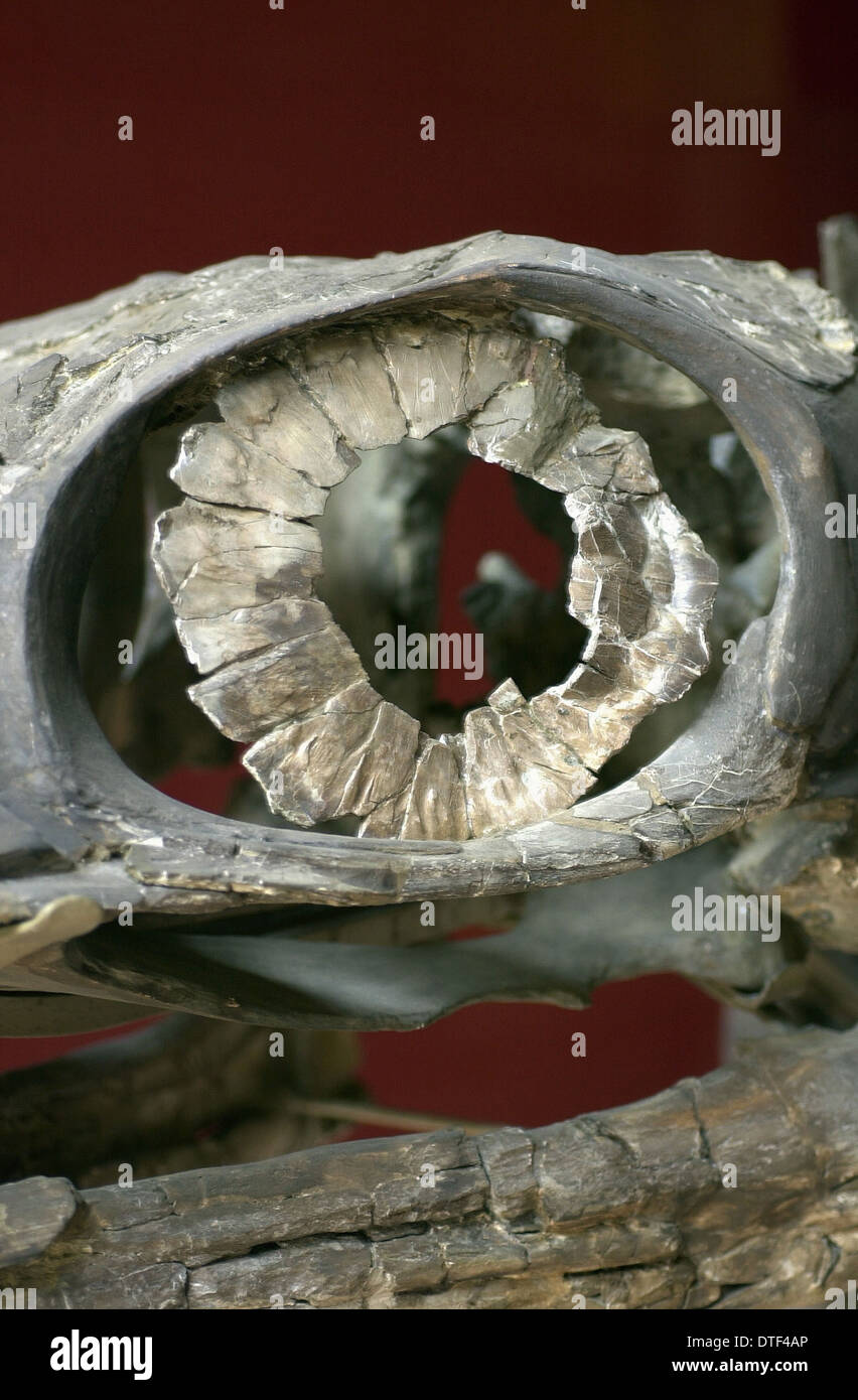 Ichthyosaur hi-res stock photography and images - Alamy