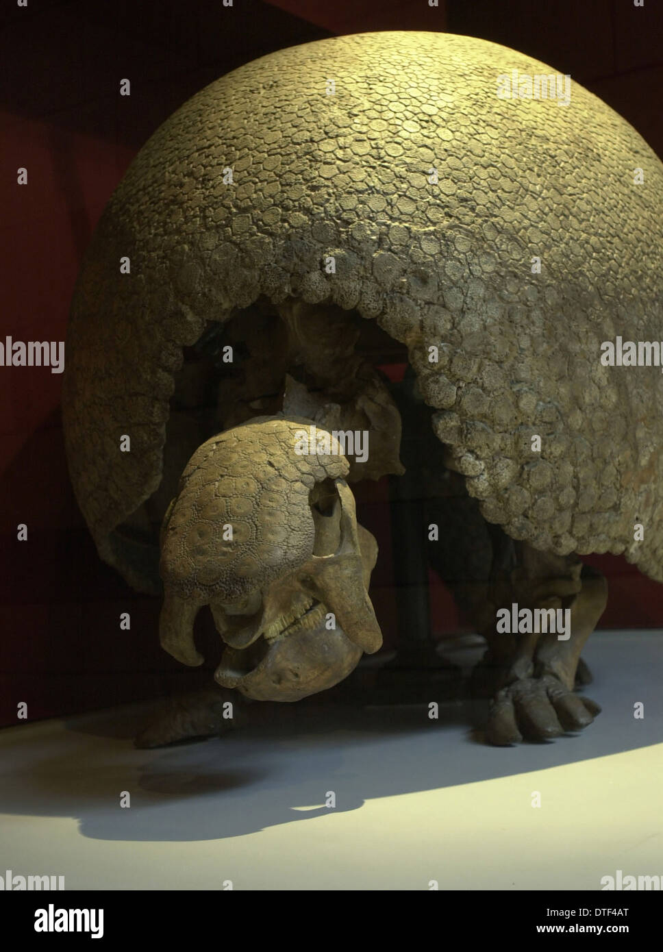 Glyptodon hi-res stock photography and images - Alamy