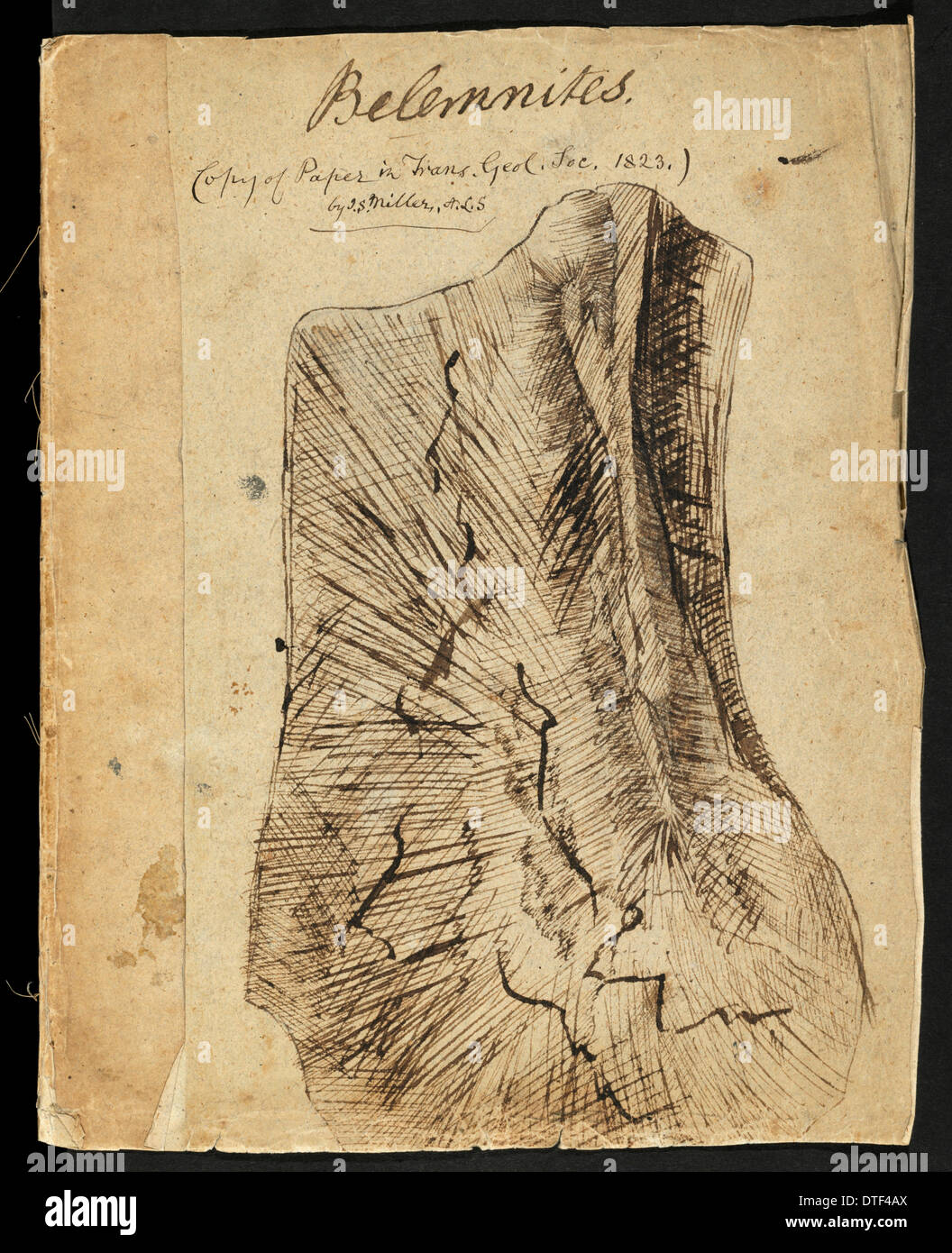 Belemnite illustration hi-res stock photography and images - Alamy