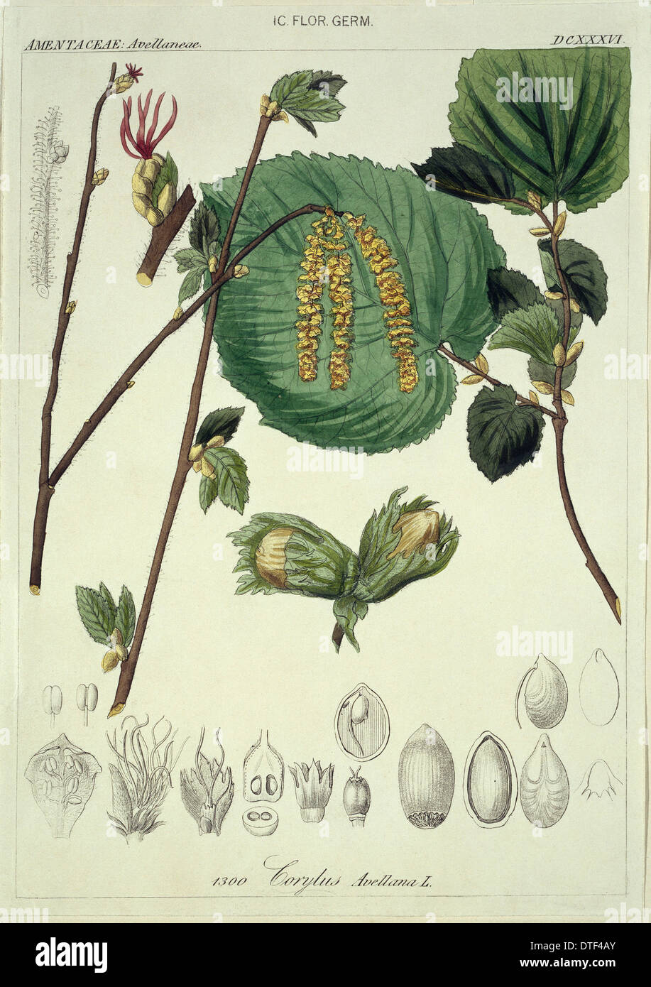 Corylus avellana L. CXXXVI, hazel Stock Photo - Alamy
