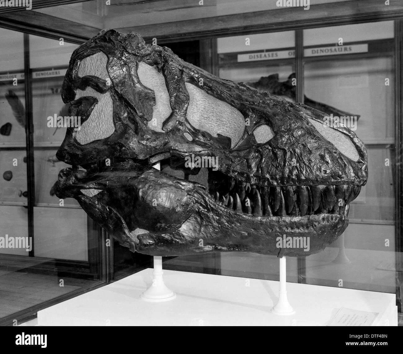 Tyrannosaurus Black and White Stock Photos & Images - Alamy