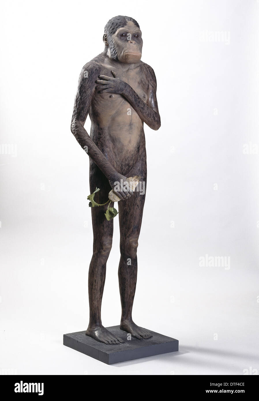 Sterkfontein australopithecus hi-res stock photography and images - Alamy