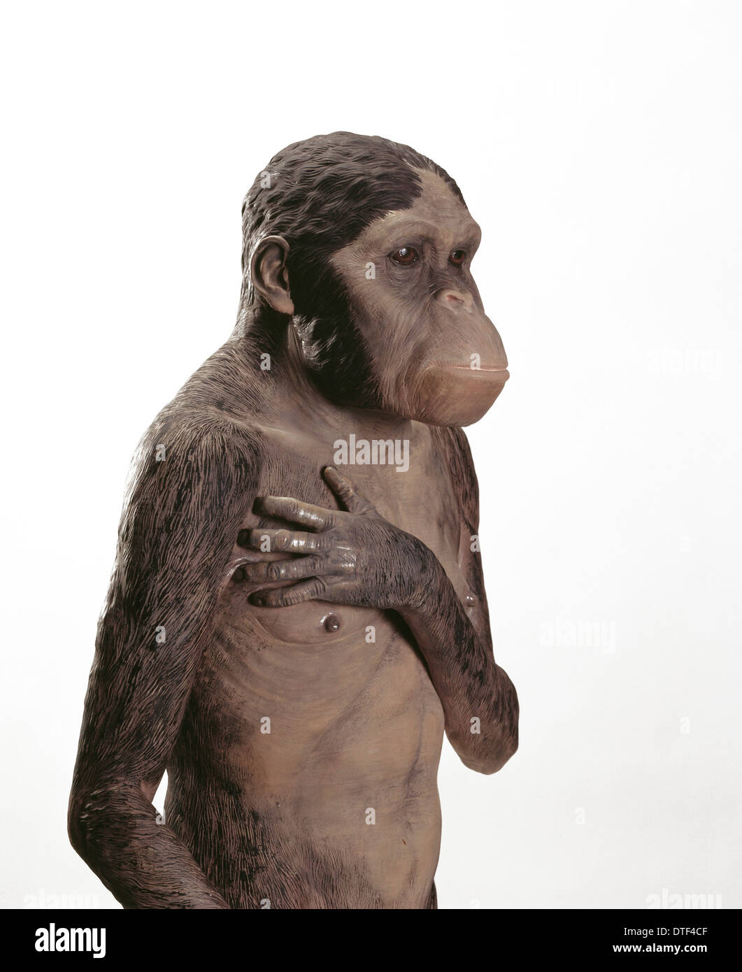 Sterkfontein australopithecus hi-res stock photography and images - Alamy