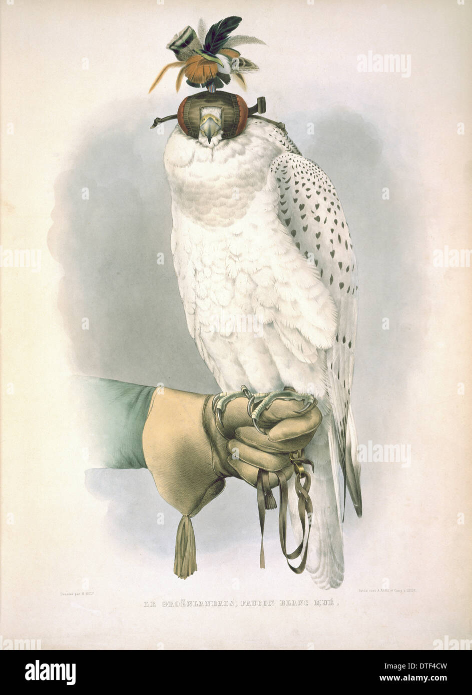 Falco rusticolus white hi-res stock photography and images - Alamy