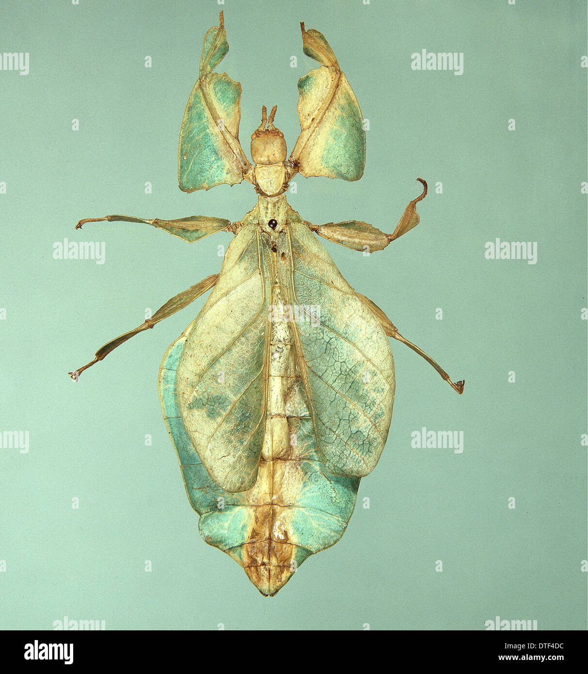 Phyllium sp. Oriental leaf insect Stock Photo - Alamy