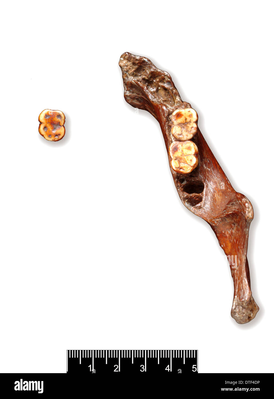 Piltdown 1 jaw and Piltdown 2 left molar Stock Photo - Alamy