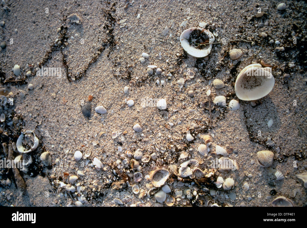 Sandy sediment hi-res stock photography and images - Alamy