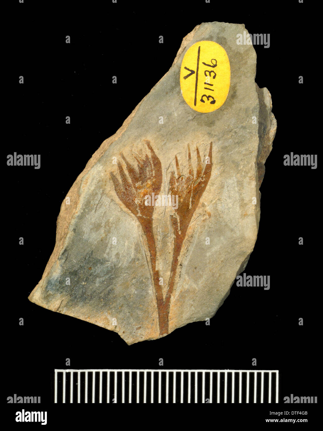 Pteridospermatophyta hi-res stock photography and images - Alamy