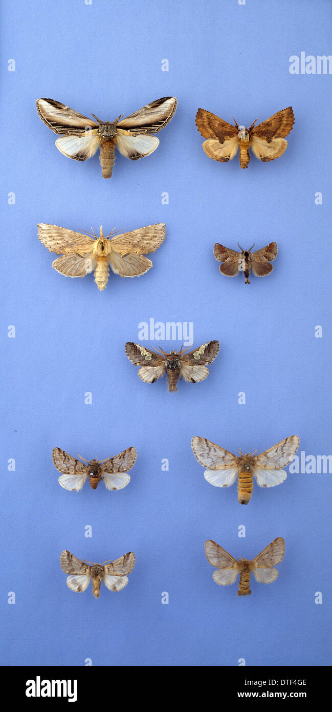 Moths of the family Notodontidae Stock Photo - Alamy