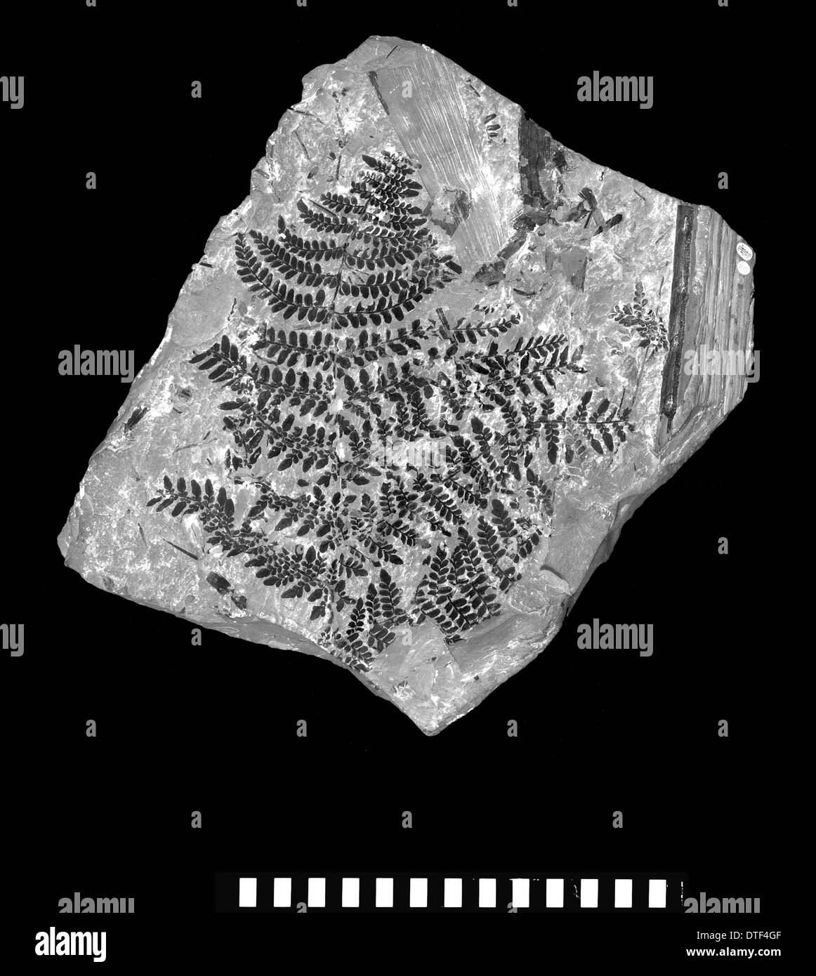 Neuropteris hi-res stock photography and images - Alamy