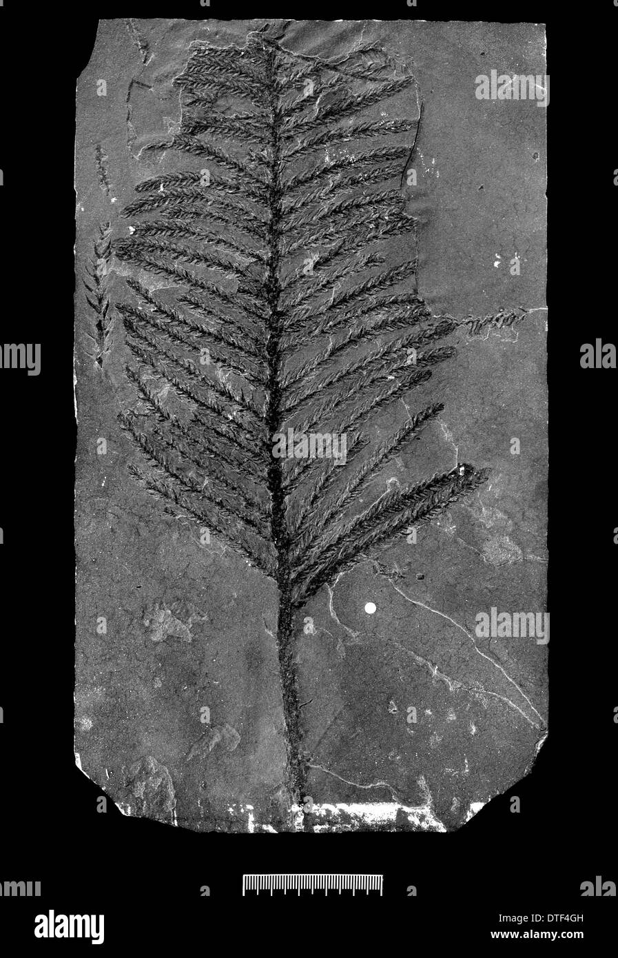 Voltziales hi-res stock photography and images - Alamy