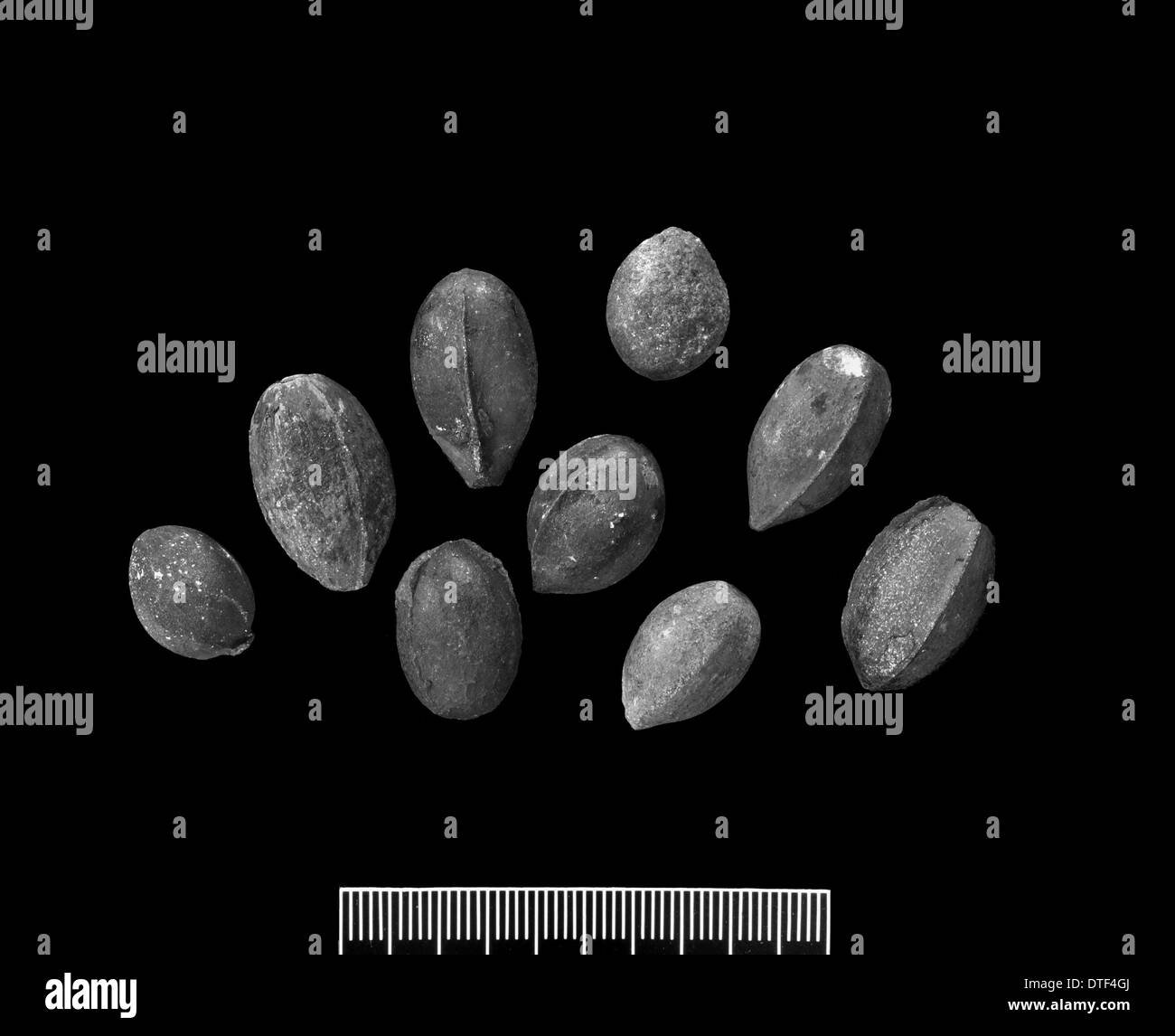 Trigonocarpus Black and White Stock Photos & Images - Alamy