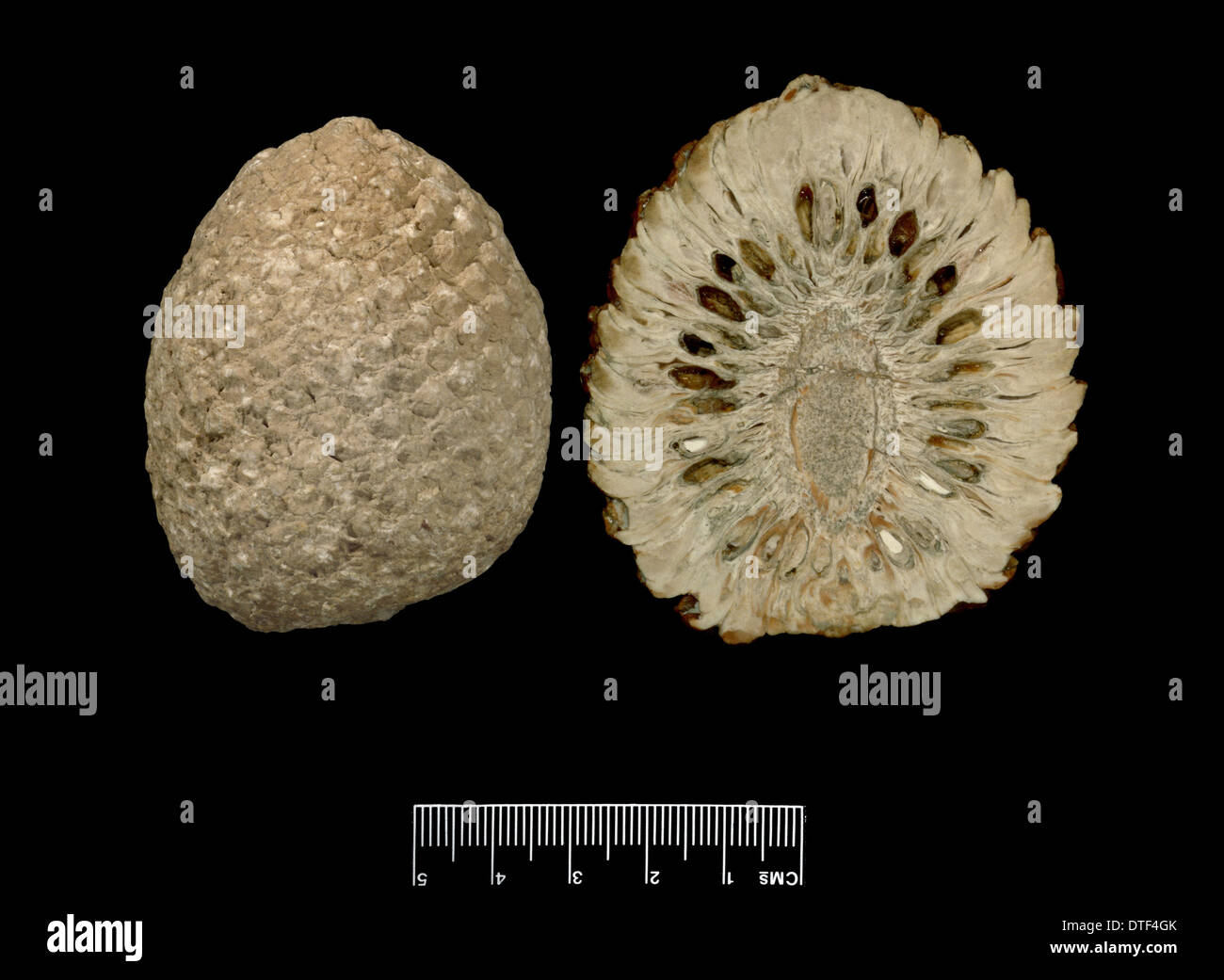 Araucaria mirabilis hi-res stock photography and images - Alamy