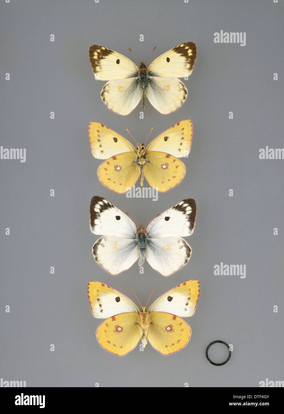 Yellow and pale orange hi-res stock photography and images - Alamy