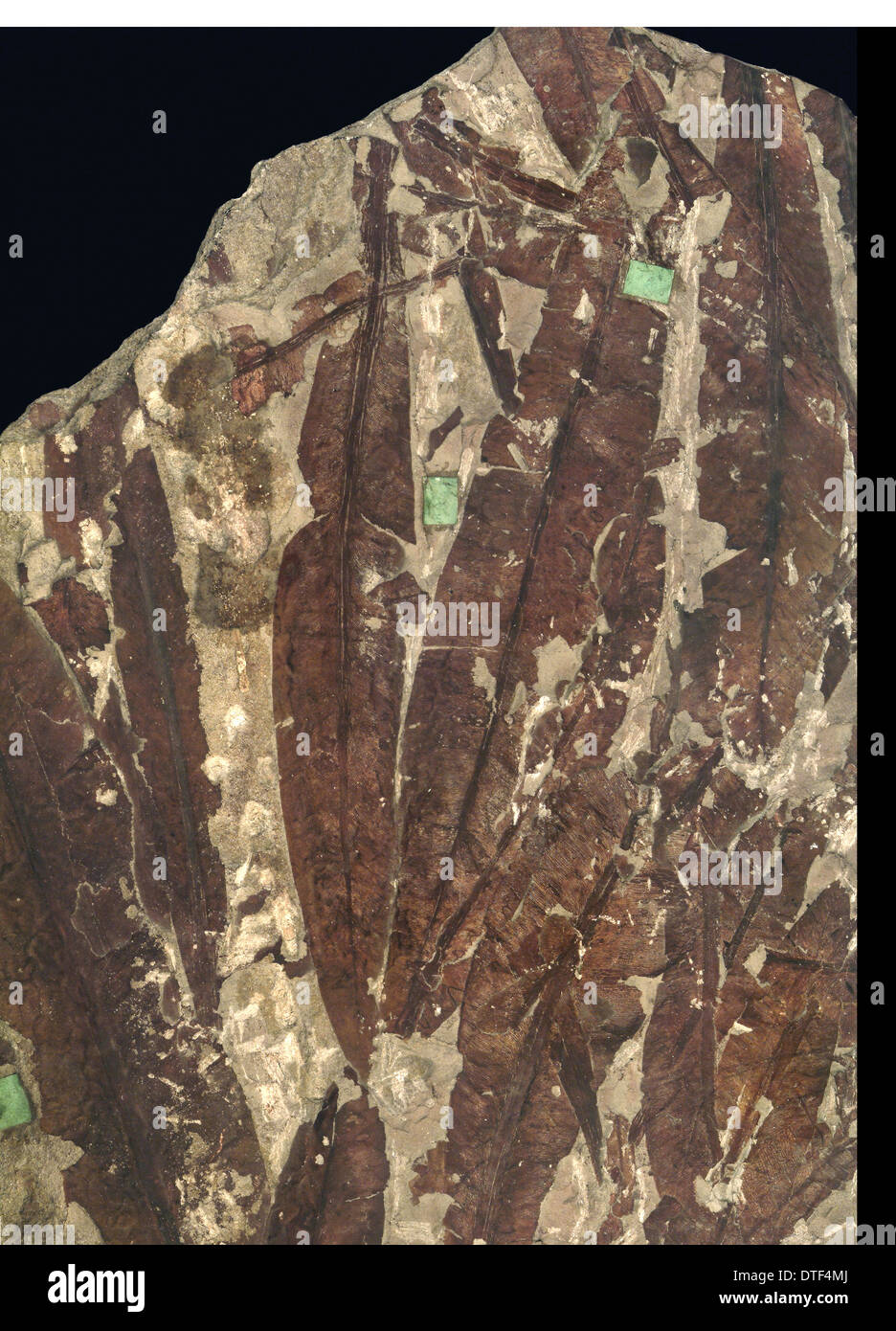 Glossopteris Plant Fossil