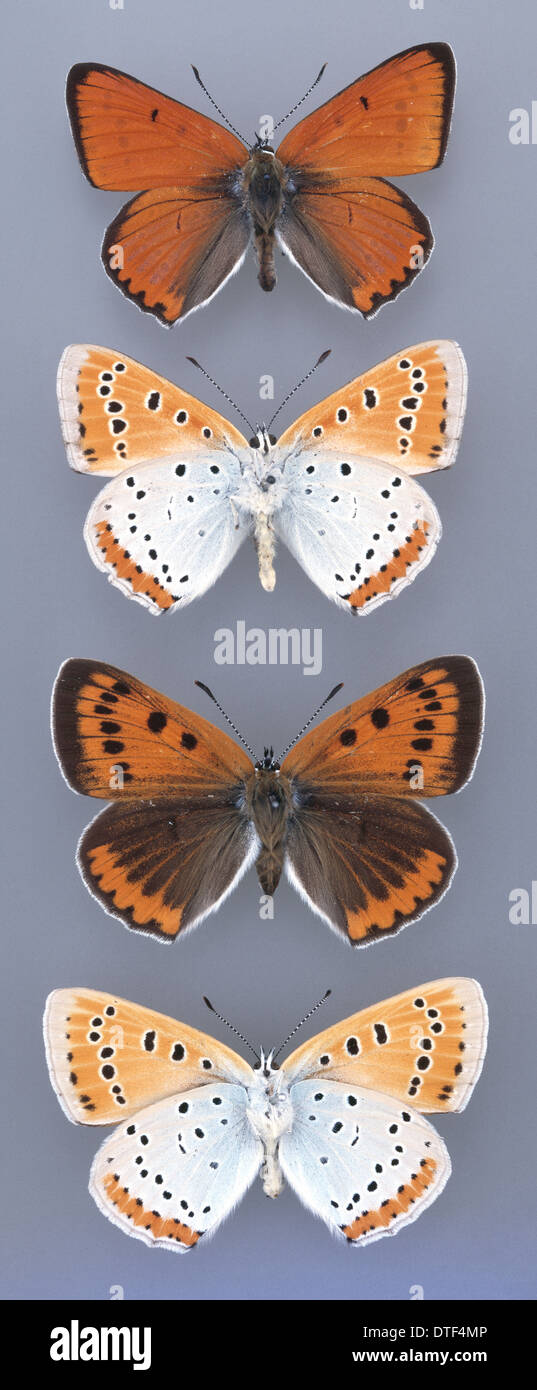Lycaena dispar, large copper Stock Photo - Alamy