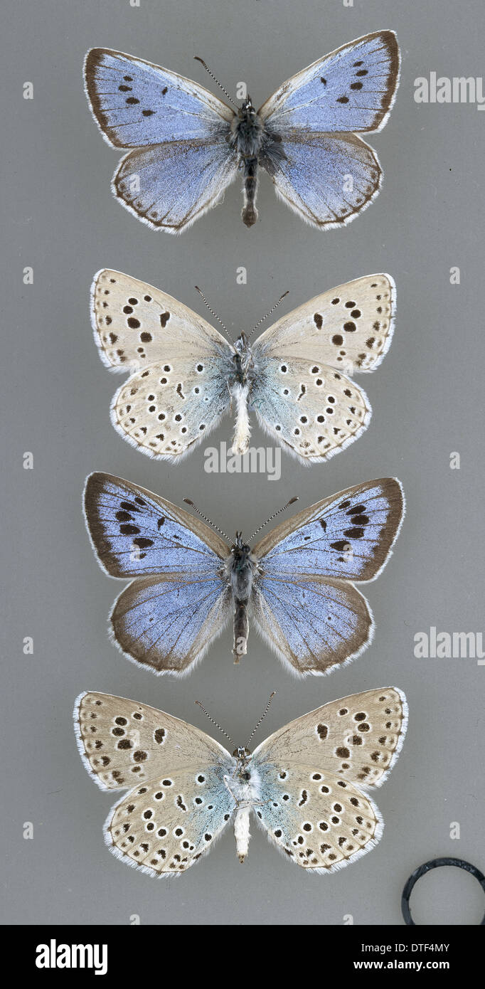 Maculinea arion, large blue butterfly Stock Photo - Alamy